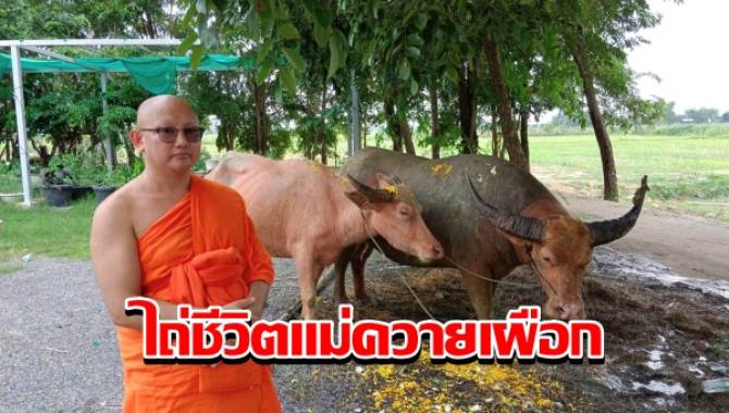 บ้านเมือง - สาธุรัวๆ เจ้าอาวาสวัดไถ่ชีวิตแม่ควายเผือก กำลังไปส่งโรงฆ่าสัตว์