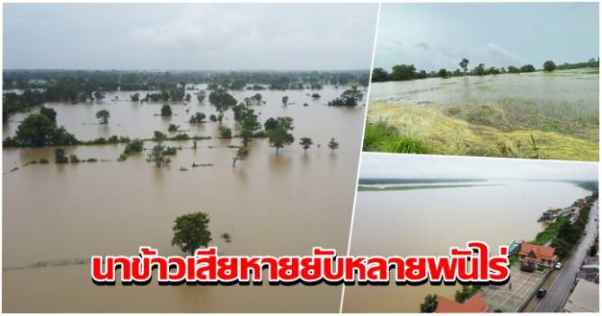 บ้านเมือง - น้ำโขงเพิ่มพรวดครึ่งเมตร นาข้าวเสียหายยับหลายพันไร่ เร่ง ...