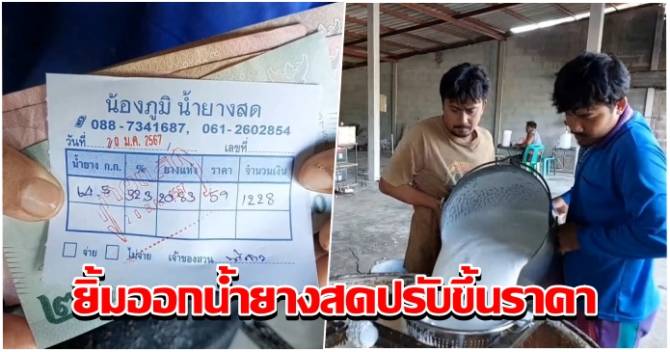 บ้านเมือง - ชาวสวนยางกระบี่ยิ้มออก น้ำยางสดปรับขึ้นราคาสูงสุดในรอบหลาย ...