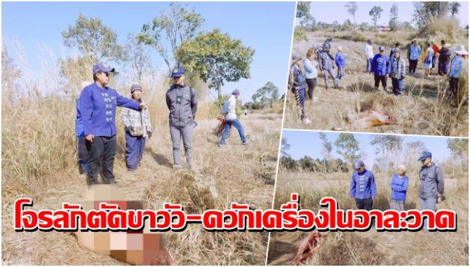 บ้านเมือง - ชาวบ้านผวา! โจรลักตัดขาวัว-ควักเครื่องในอาละวาด