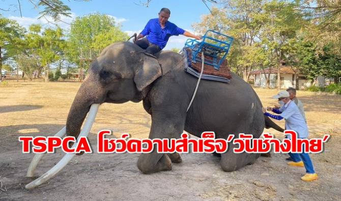 บ้านเมือง - ครบรอบ 30 ปี “วันช้างไทย” TSPCA เปิดความสำเร็จตรวจสุขภาพดูแลรักษาช้าง